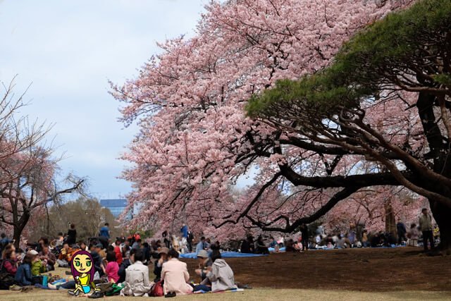 HANAMI viewing spot | Adventure Vitamin ~Japan Travel Tips~ Yu-pon